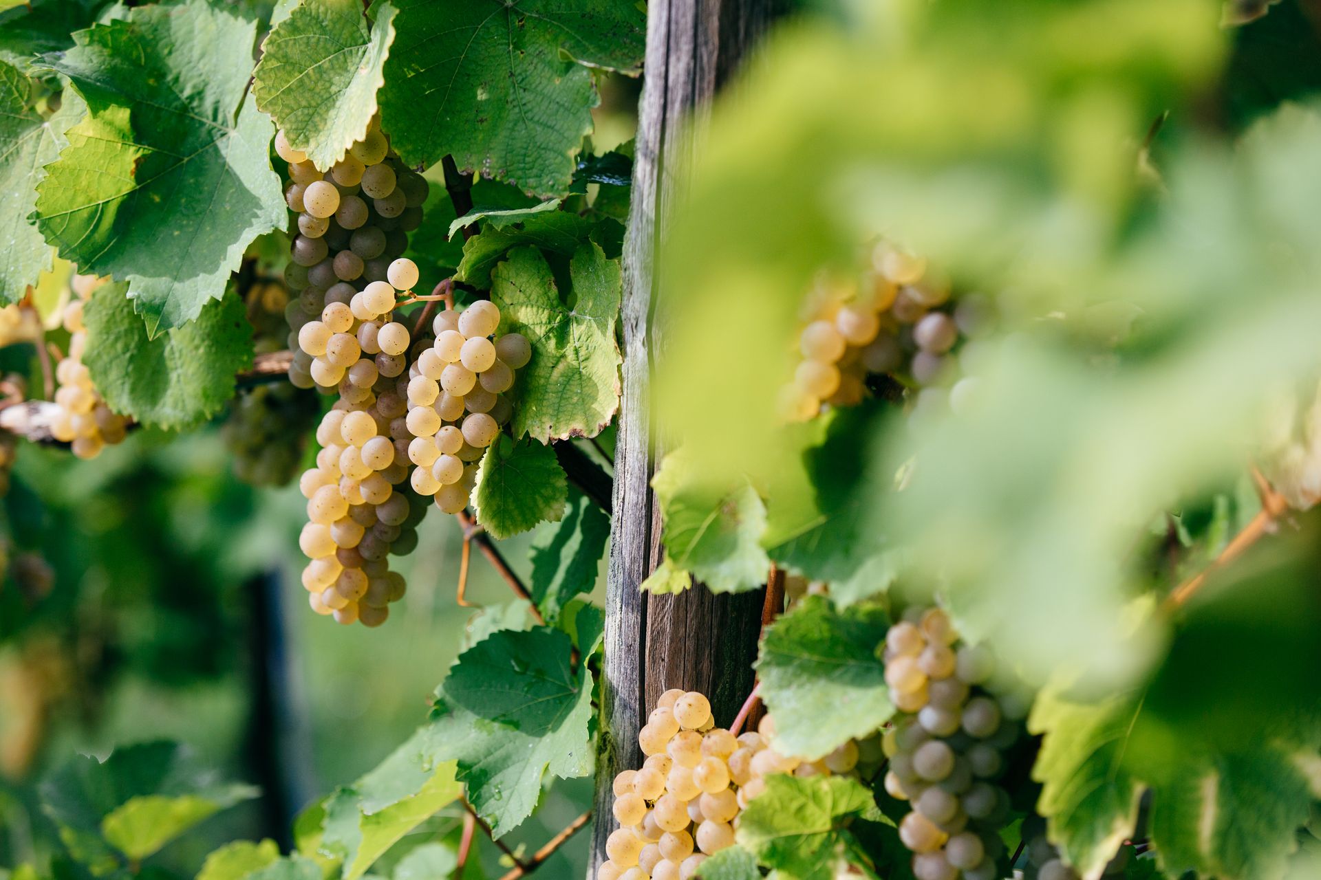 Caves Desom - Luxembourg wines and crémants since 1925